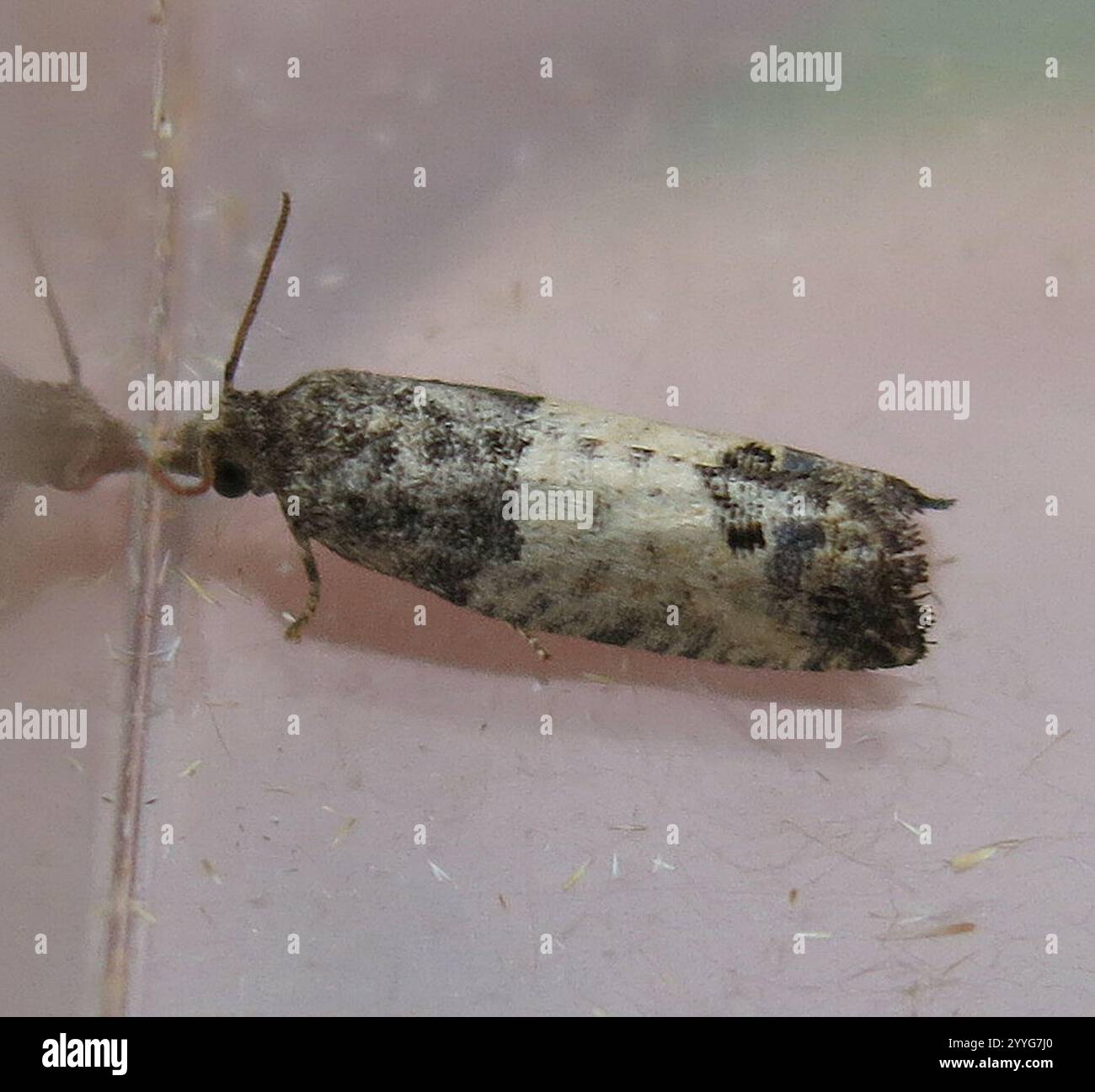 Eye-spotted Bud Moth (Spilonota ocellana Stock Photo - Alamy