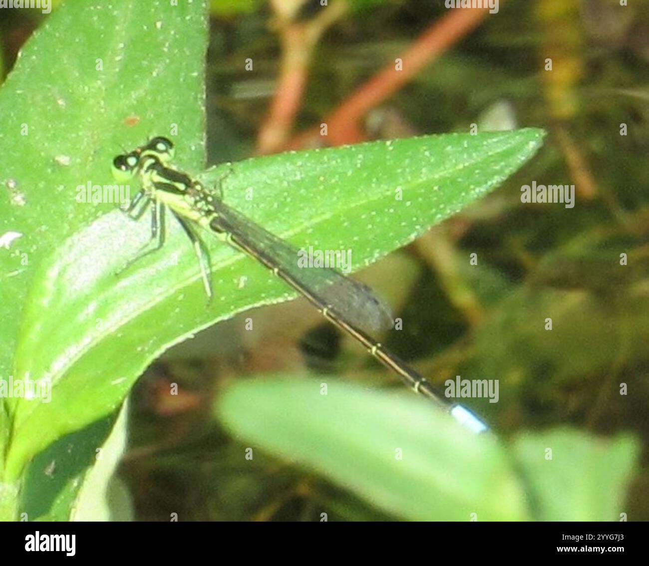 Fragile Forktail (Ischnura posita Stock Photo - Alamy