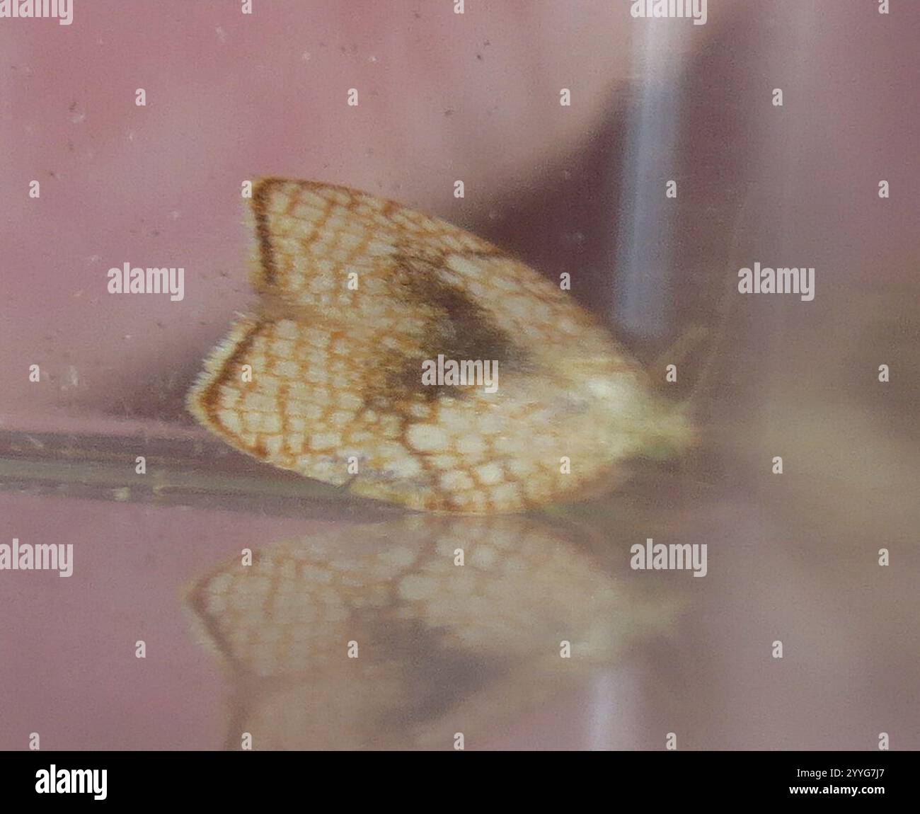 Maple Leaftier Moth (Acleris forsskaleana Stock Photo - Alamy