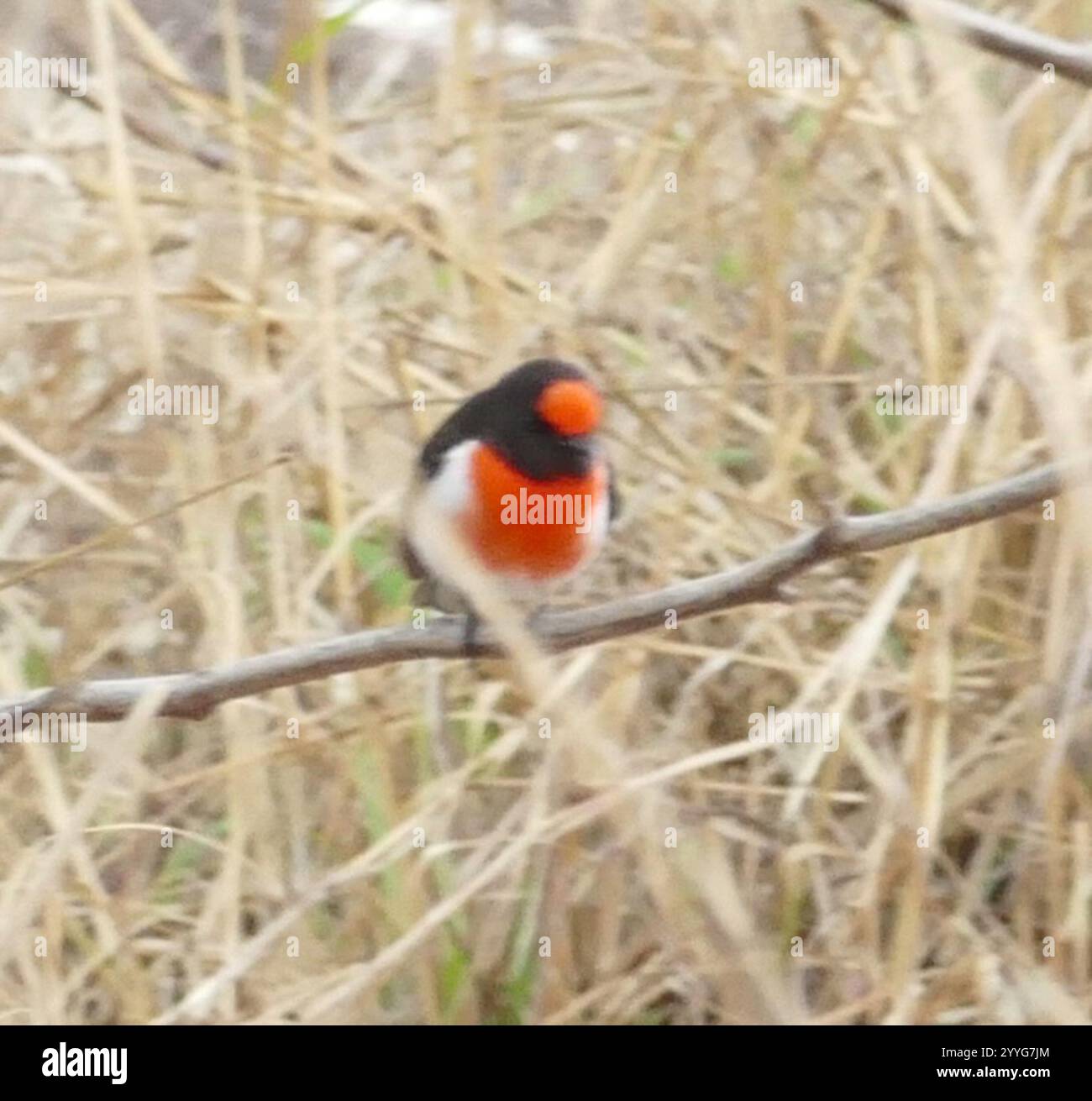 Red-capped Robin (Petroica goodenovii Stock Photo - Alamy