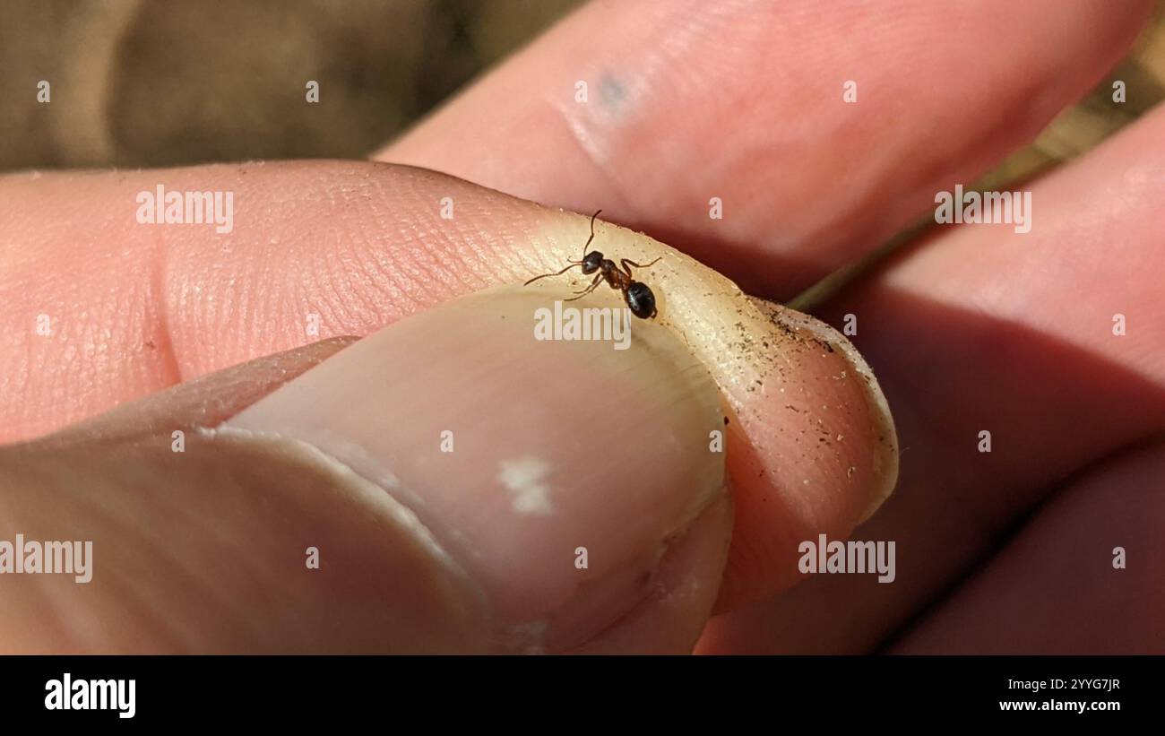 exsecta-group Wood and Mound Ants (Formica exsecta Stock Photo - Alamy
