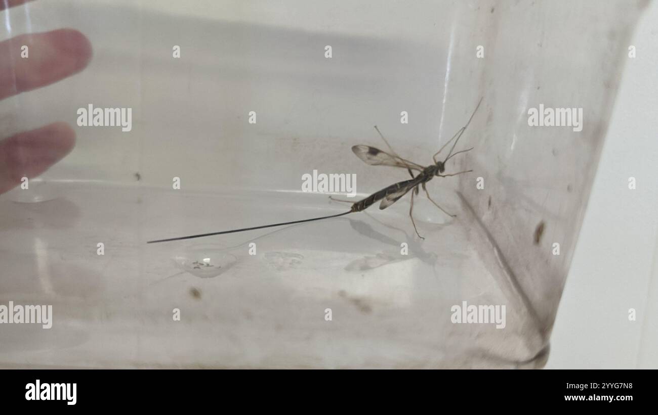 Long-tailed Giant Ichneumonid Wasp (Megarhyssa macrurus macrurus Stock ...
