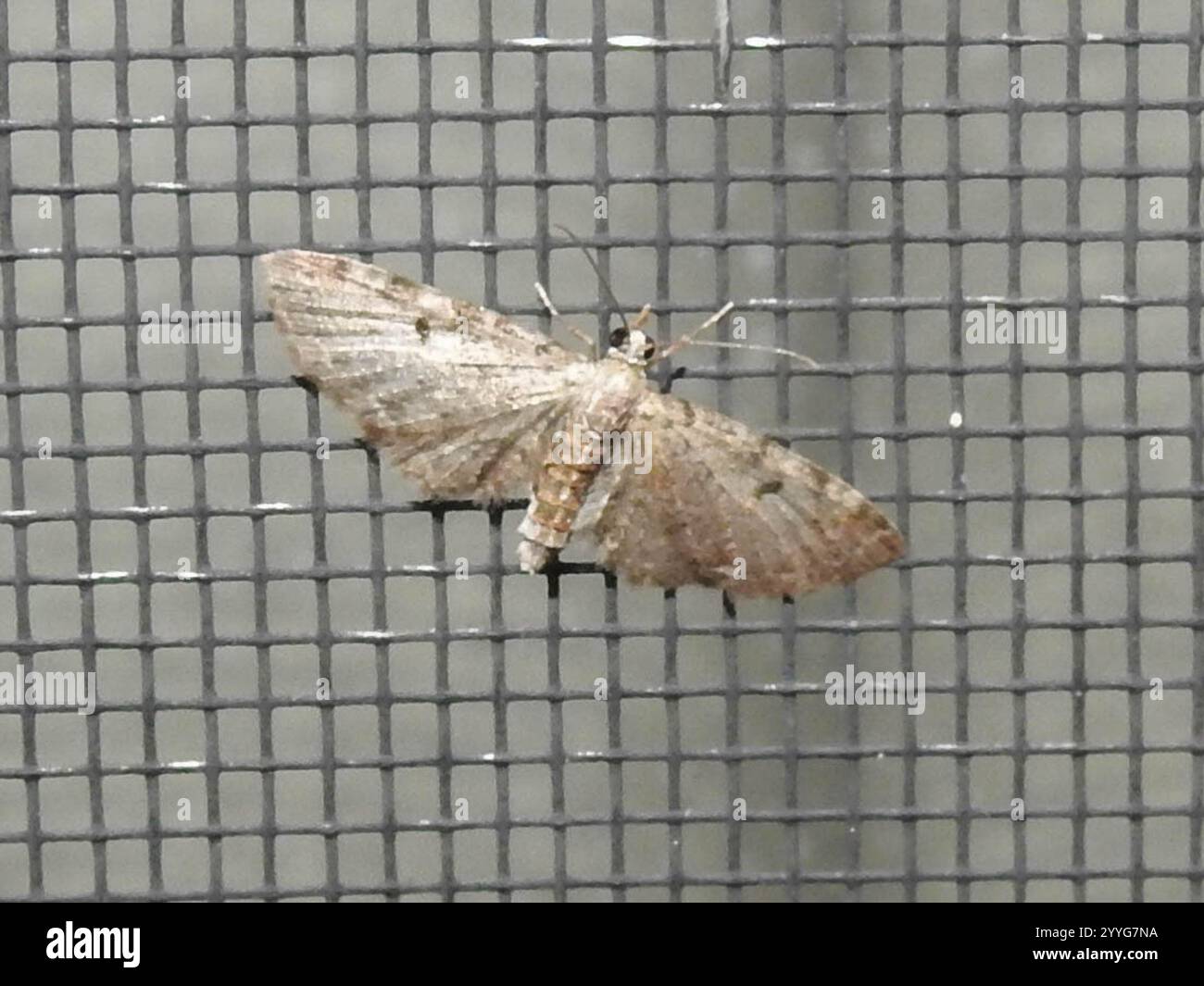 Common eupithecia hi-res stock photography and images - Alamy