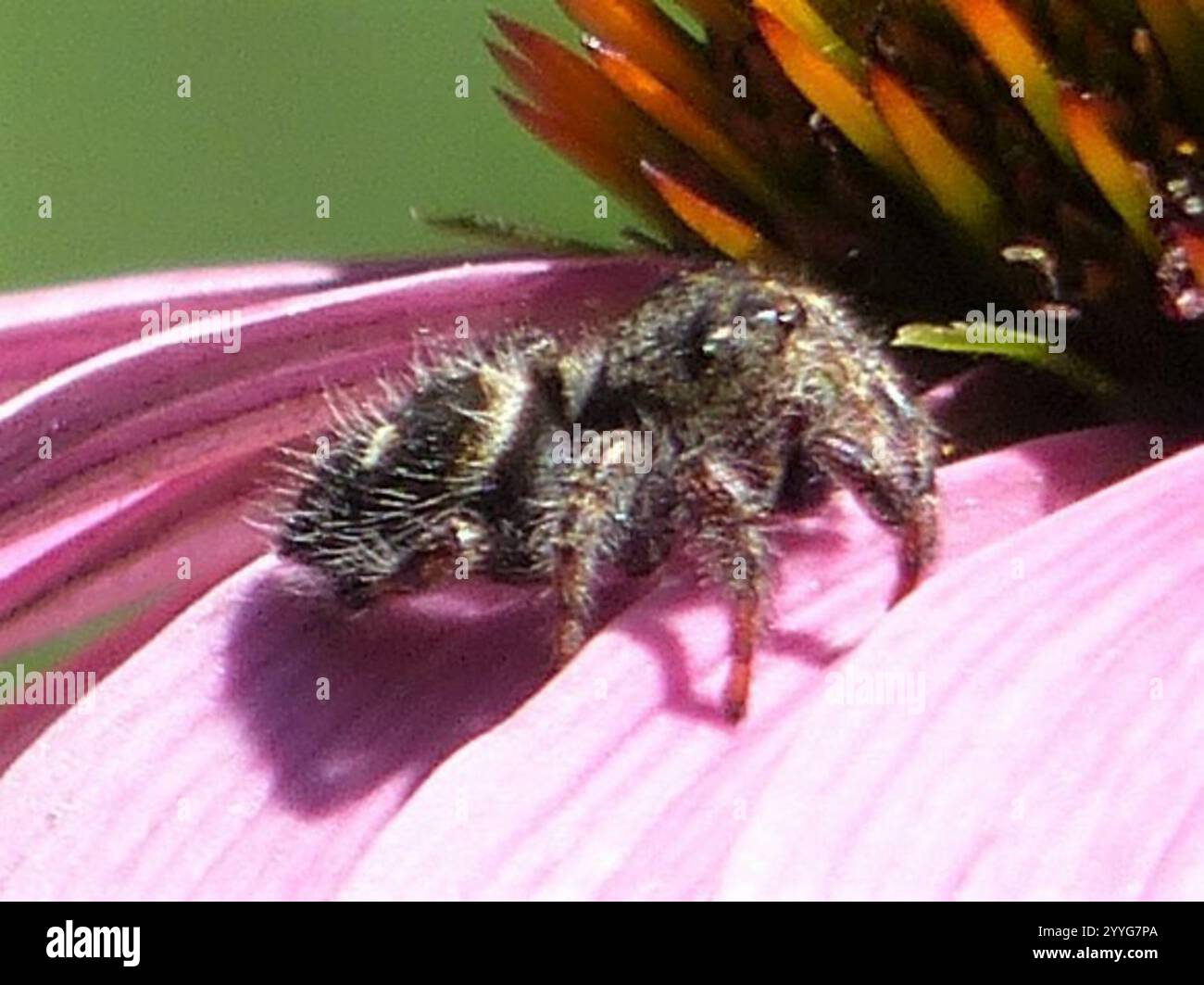 Bold Jumping Spider (Phidippus audax Stock Photo - Alamy