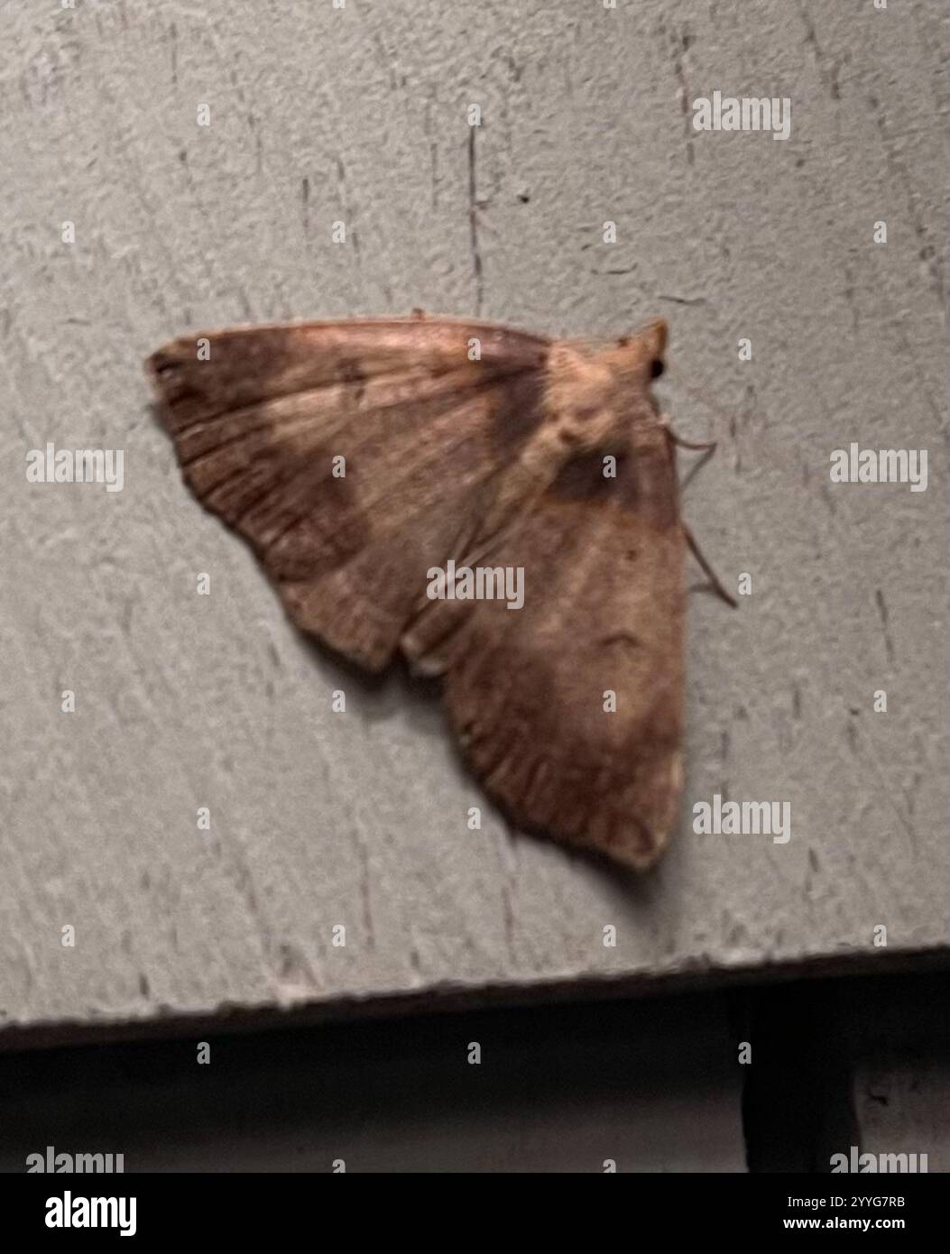 Variable Fan-foot (Zanclognatha laevigata Stock Photo - Alamy