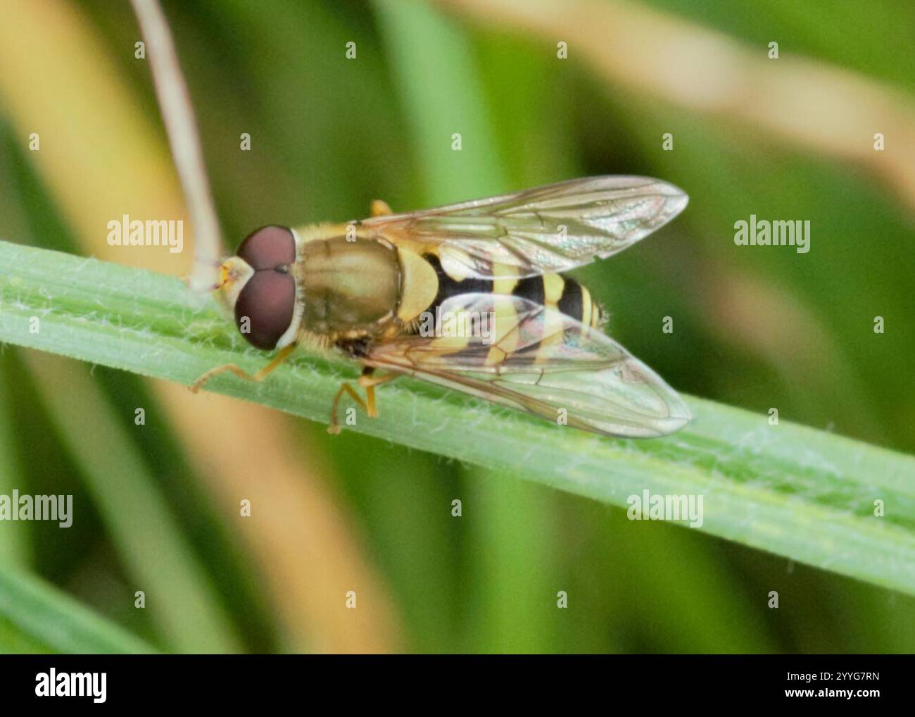 Common Flower Flies (Syrphus Stock Photo - Alamy