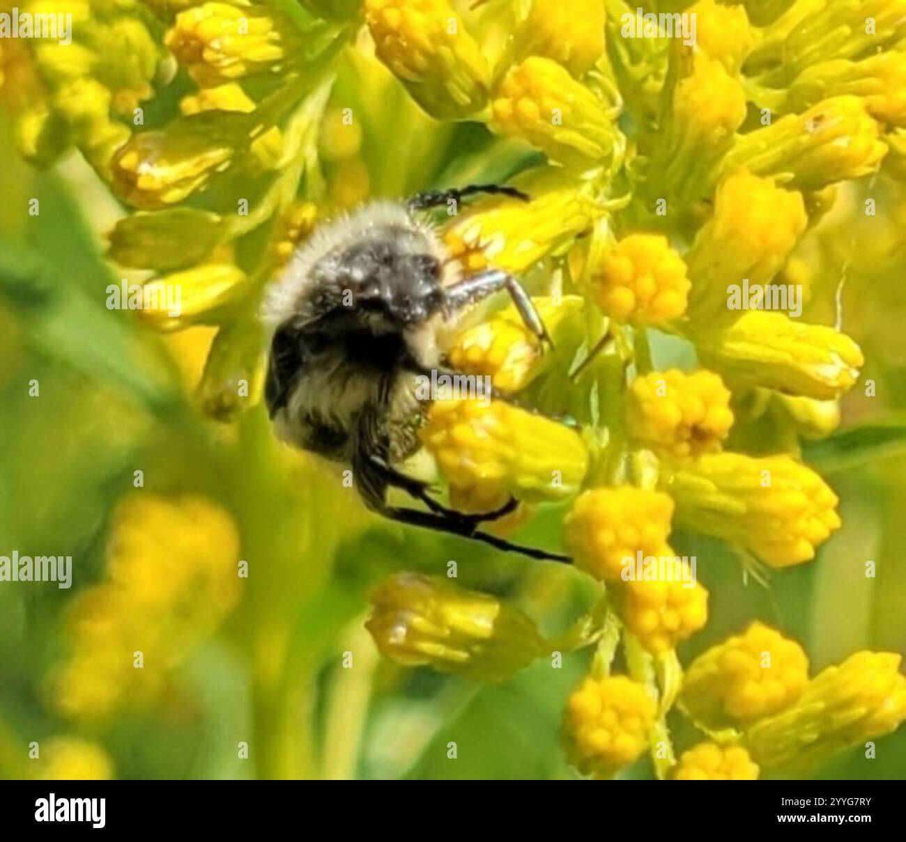 Bee-mimic Beetle (Trichiotinus assimilis Stock Photo - Alamy