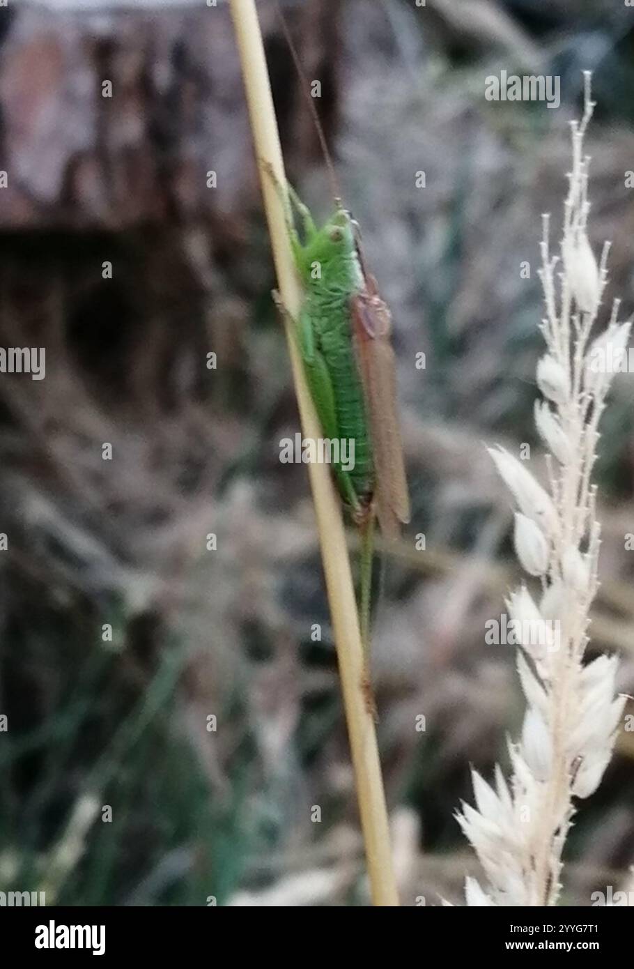 Long-winged Conehead (Conocephalus fuscus Stock Photo - Alamy