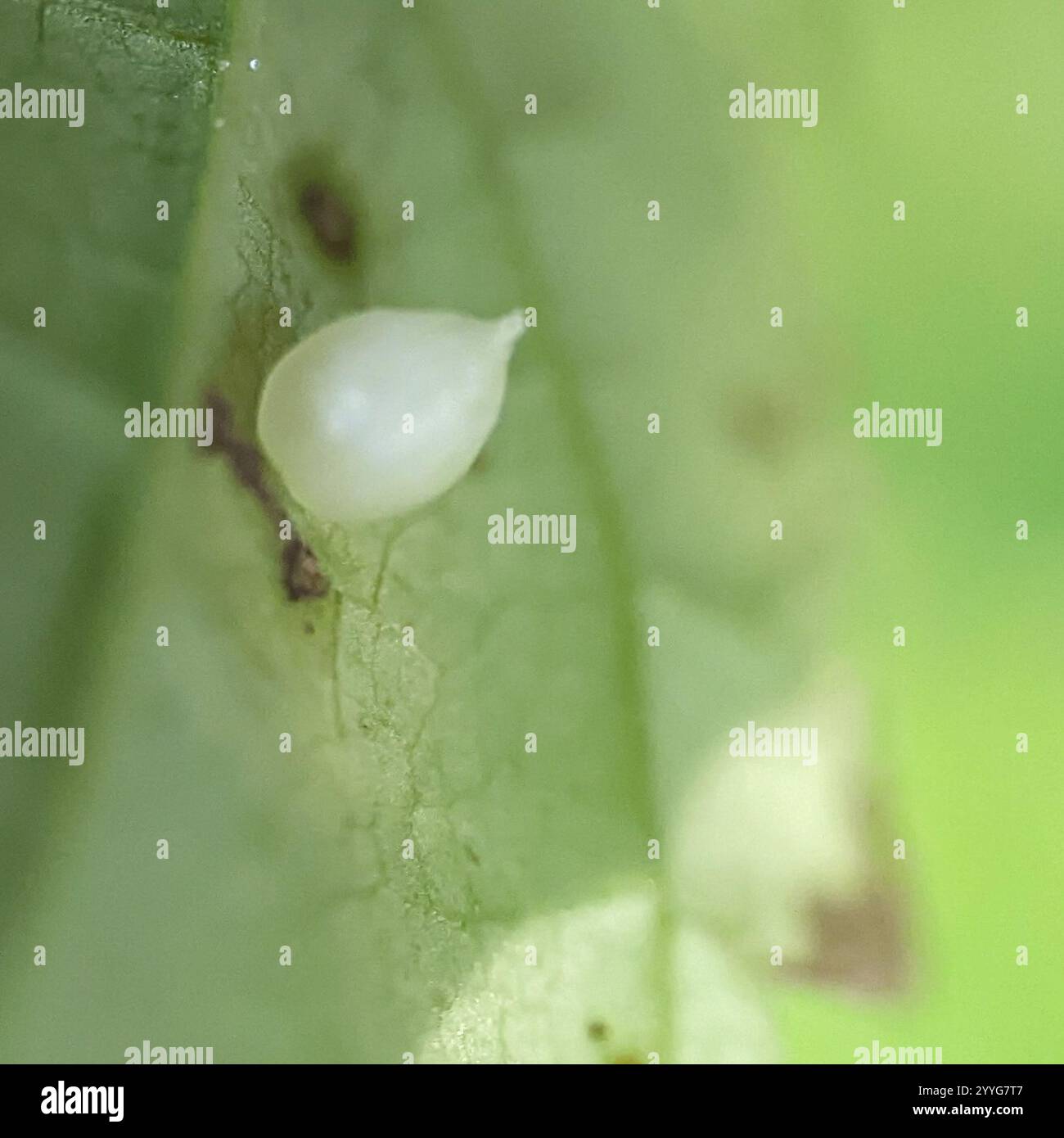 Wood Nettle Gall Midge (Dasineura investita Stock Photo - Alamy