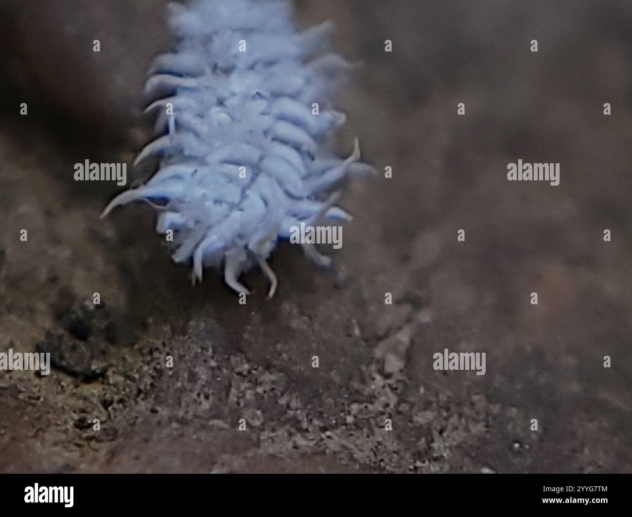 Mealybug Destroyer (Cryptolaemus montrouzieri Stock Photo - Alamy