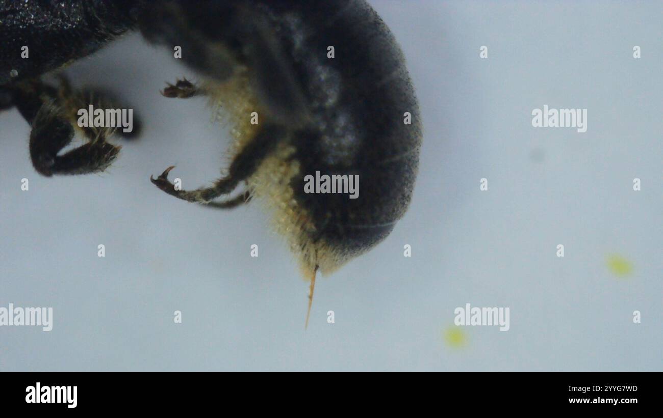 Small Scissor Bee (Chelostoma campanularum Stock Photo - Alamy