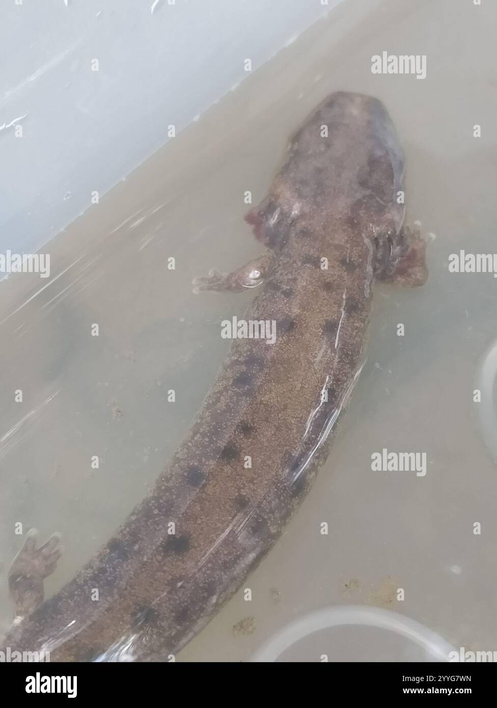 Common Mudpuppy (Necturus maculosus Stock Photo - Alamy