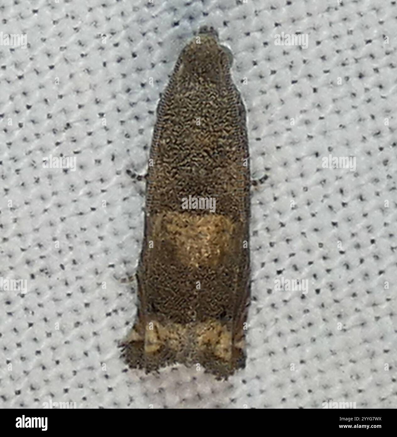 Ragweed Borer Moth (Epiblema strenuana Stock Photo - Alamy