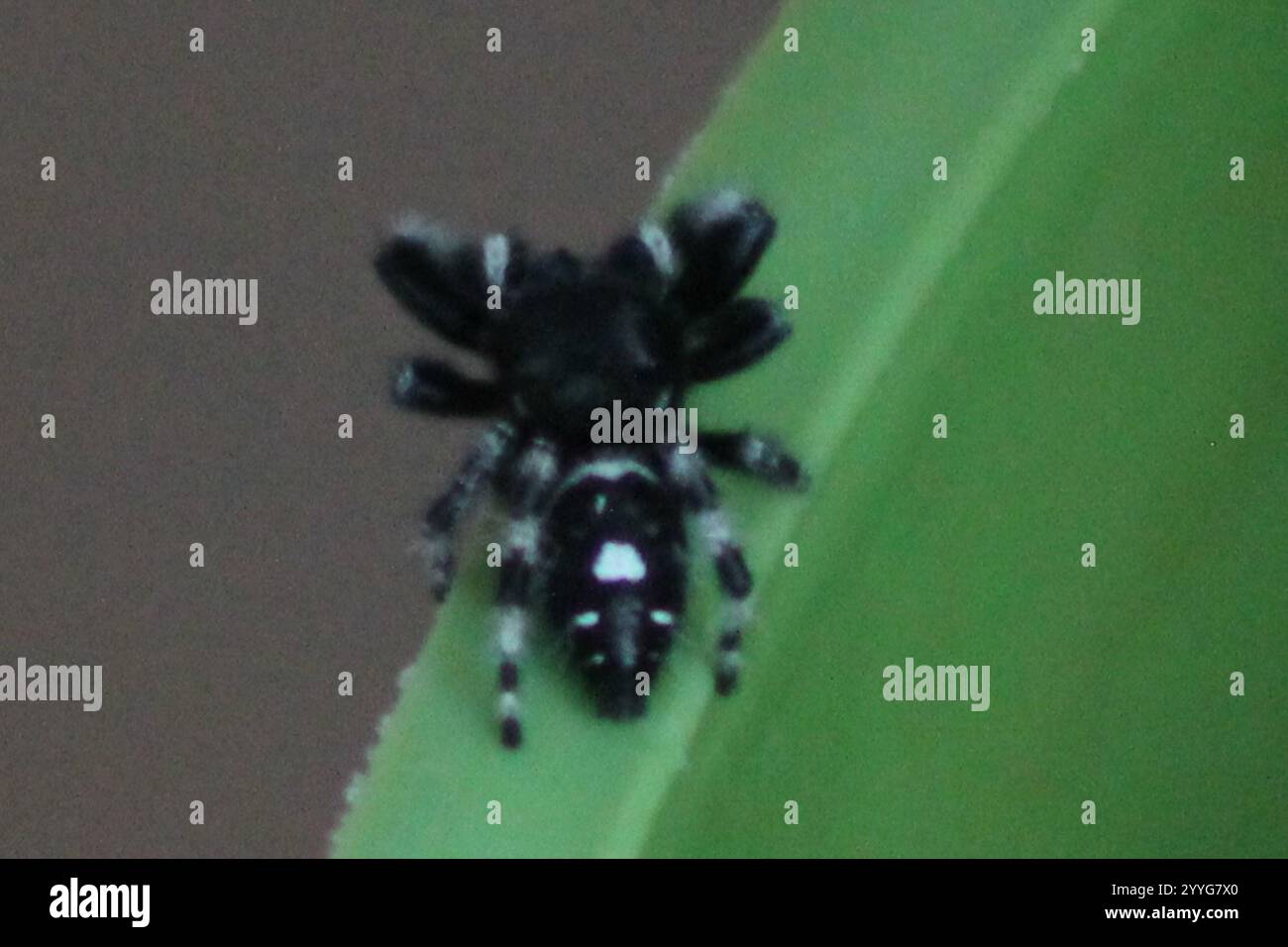 Bold Jumping Spider (Phidippus audax Stock Photo - Alamy