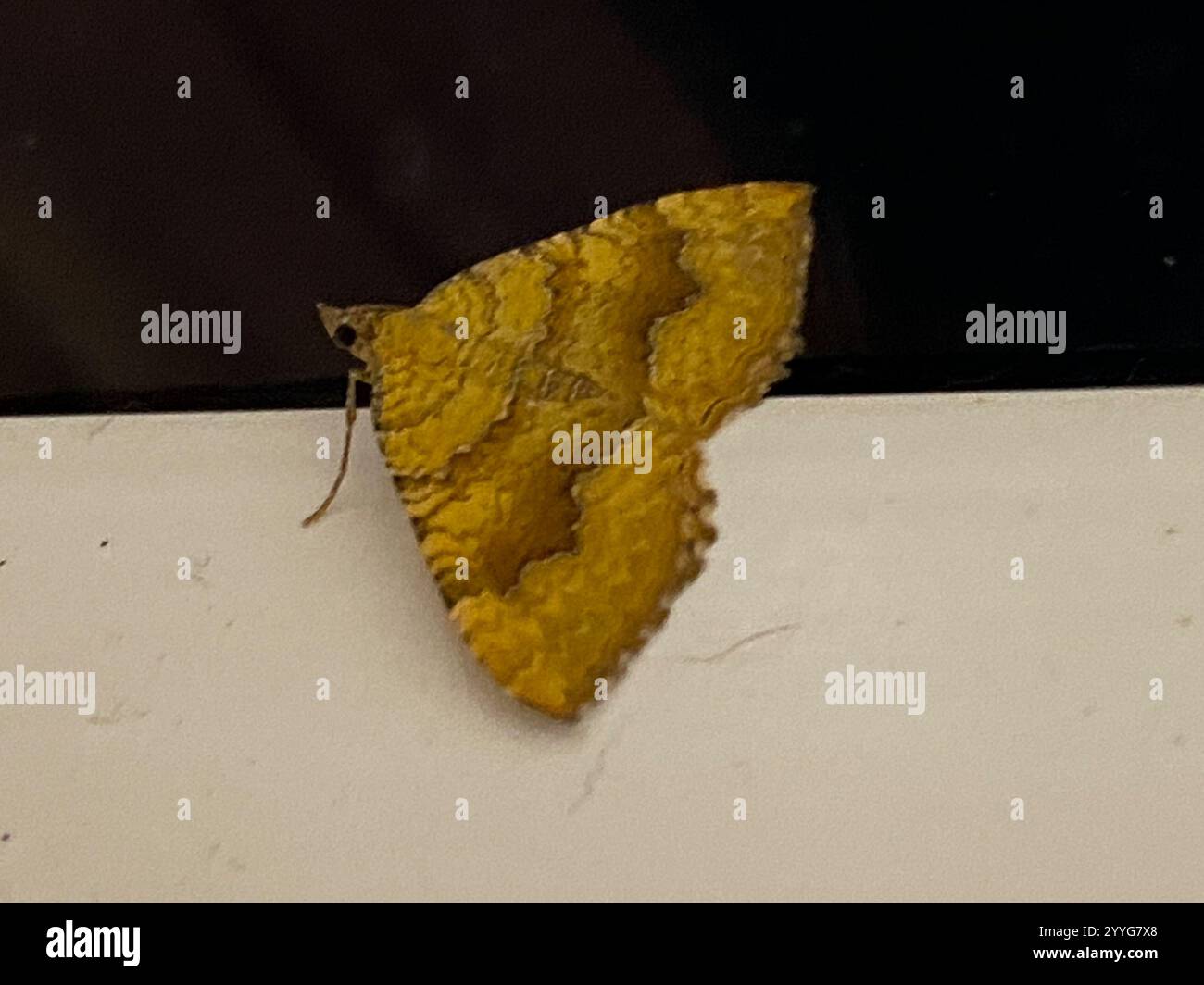 Yellow Shell Moth (Camptogramma bilineata Stock Photo - Alamy