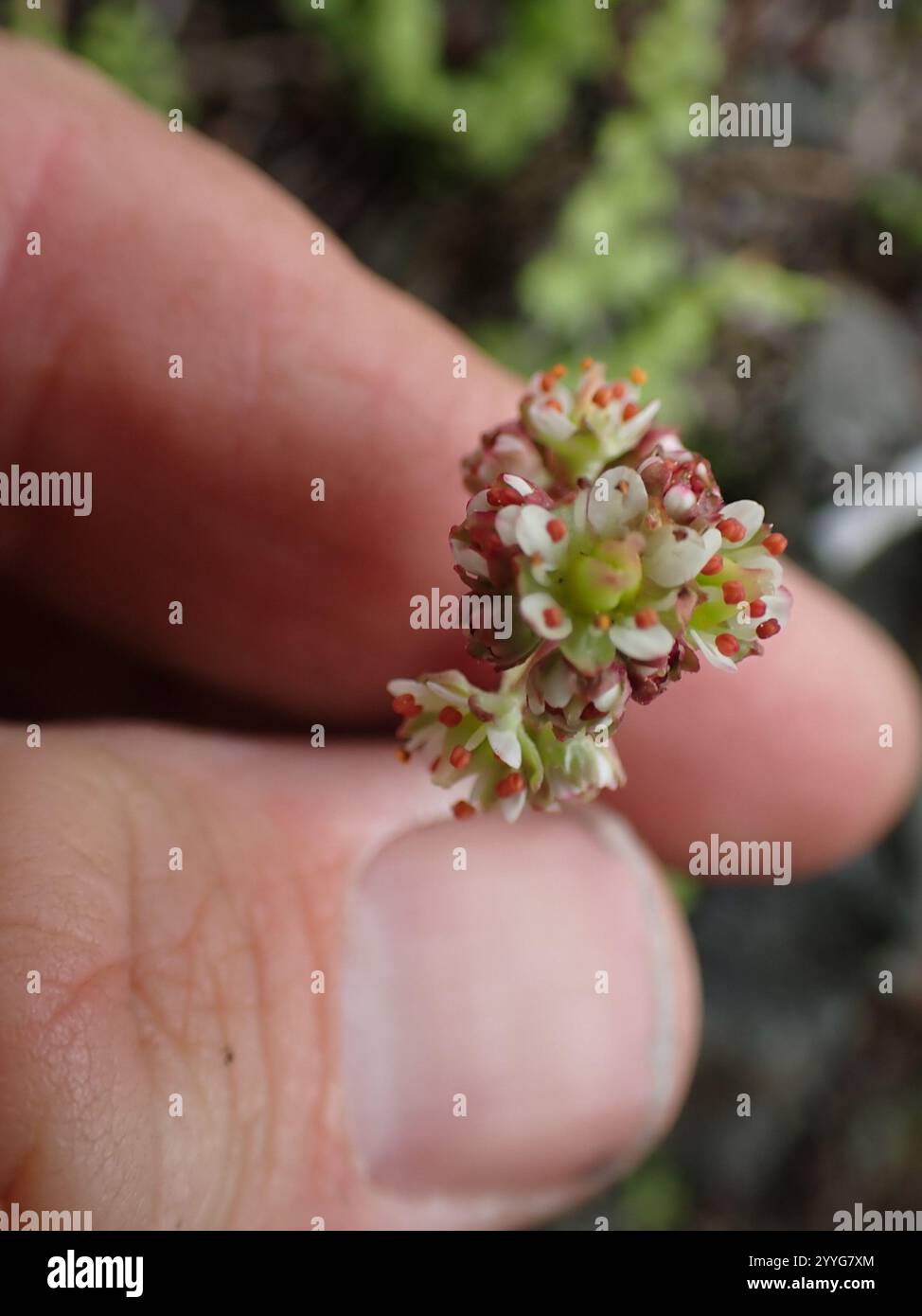 Western Saxifrage (Micranthes occidentalis Stock Photo - Alamy