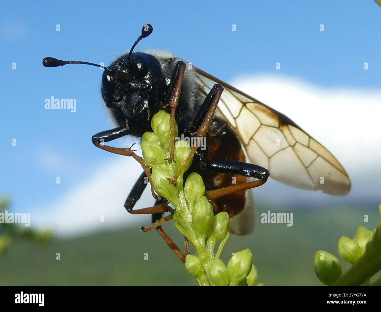 Giant Birch Sawfly (Trichiosoma triangulum Stock Photo - Alamy
