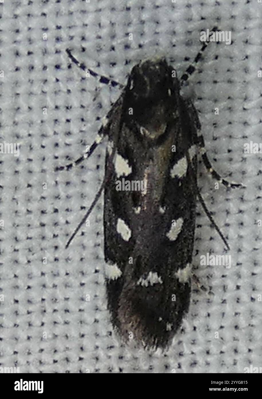 Six-spotted Aroga Moth (Aroga compositella Stock Photo - Alamy