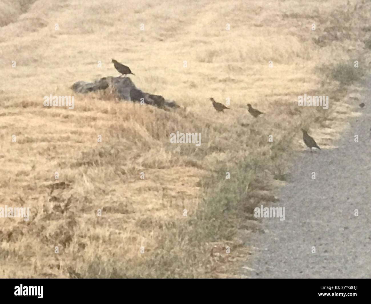 California Quail (Callipepla californica Stock Photo - Alamy