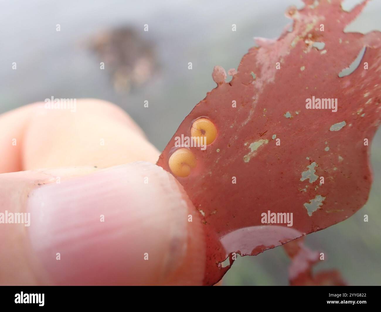 Northern Lacuna (Lacuna vincta Stock Photo - Alamy