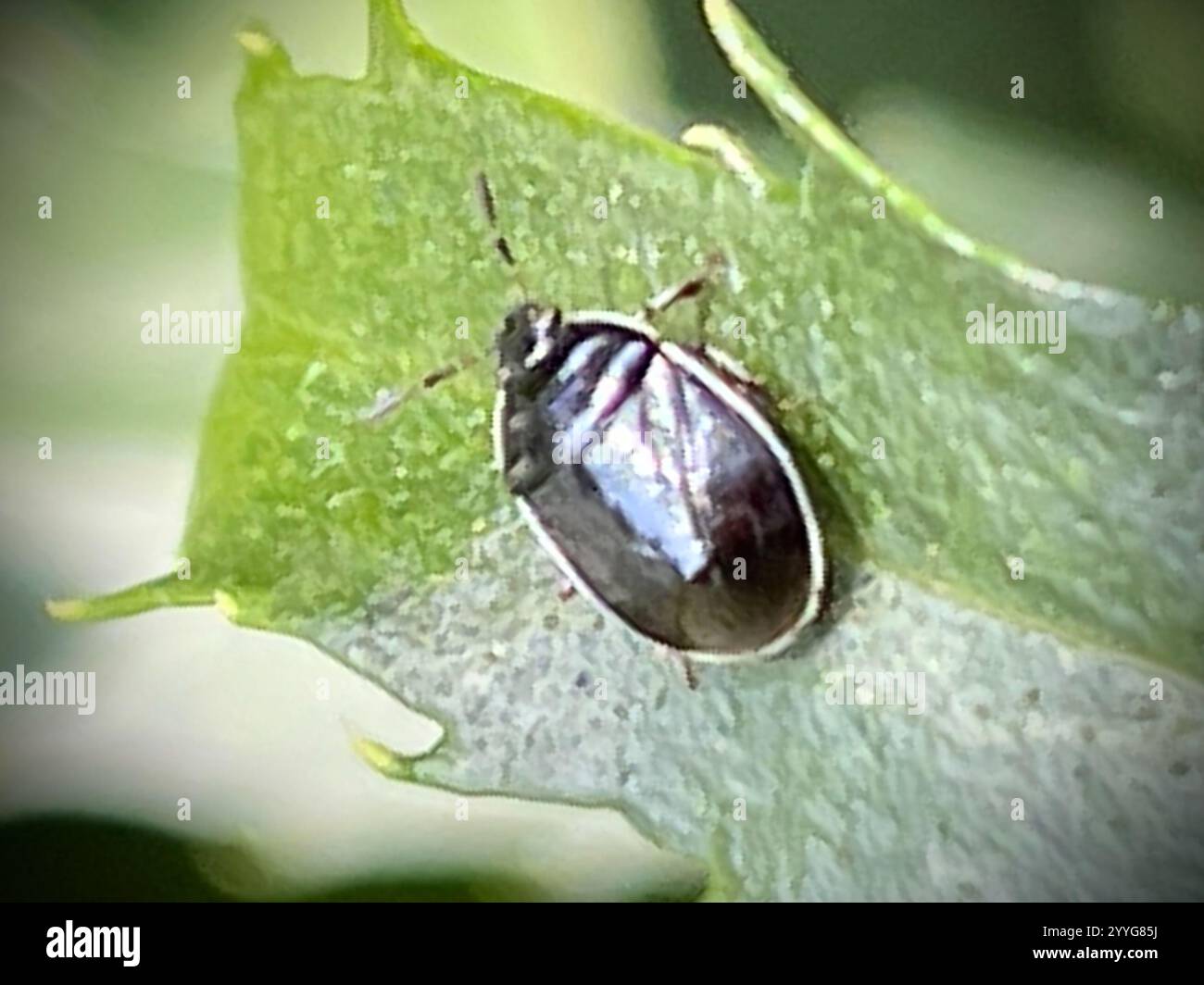 White-margined Burrower Bug (Sehirus cinctus Stock Photo - Alamy