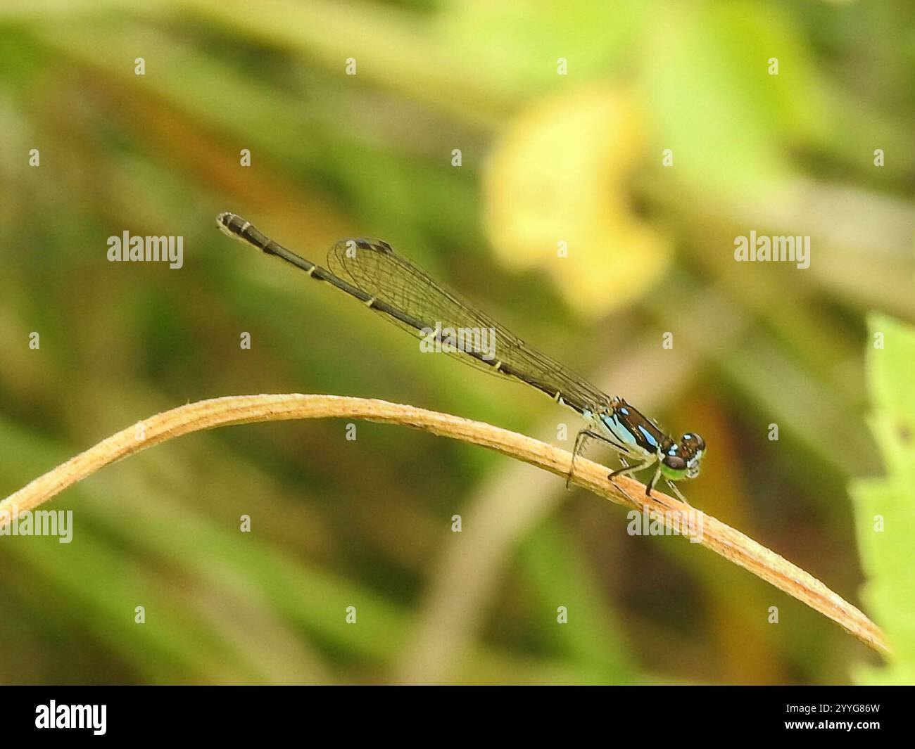 Fragile Forktail (Ischnura posita Stock Photo - Alamy