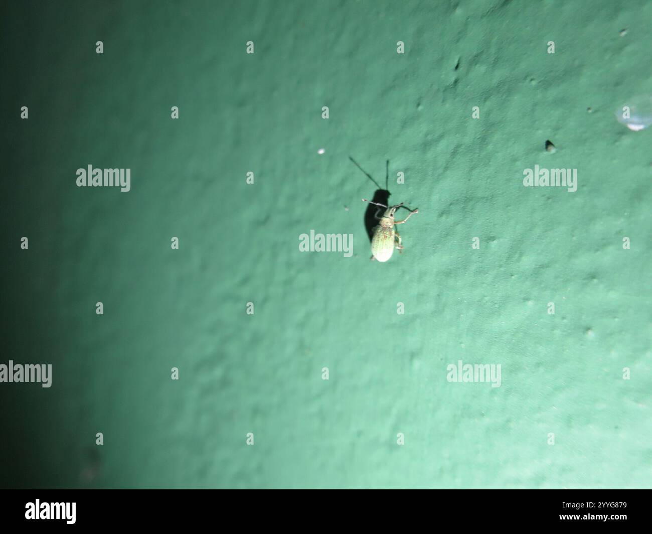 Broad-nosed Weevils (Entiminae Stock Photo - Alamy