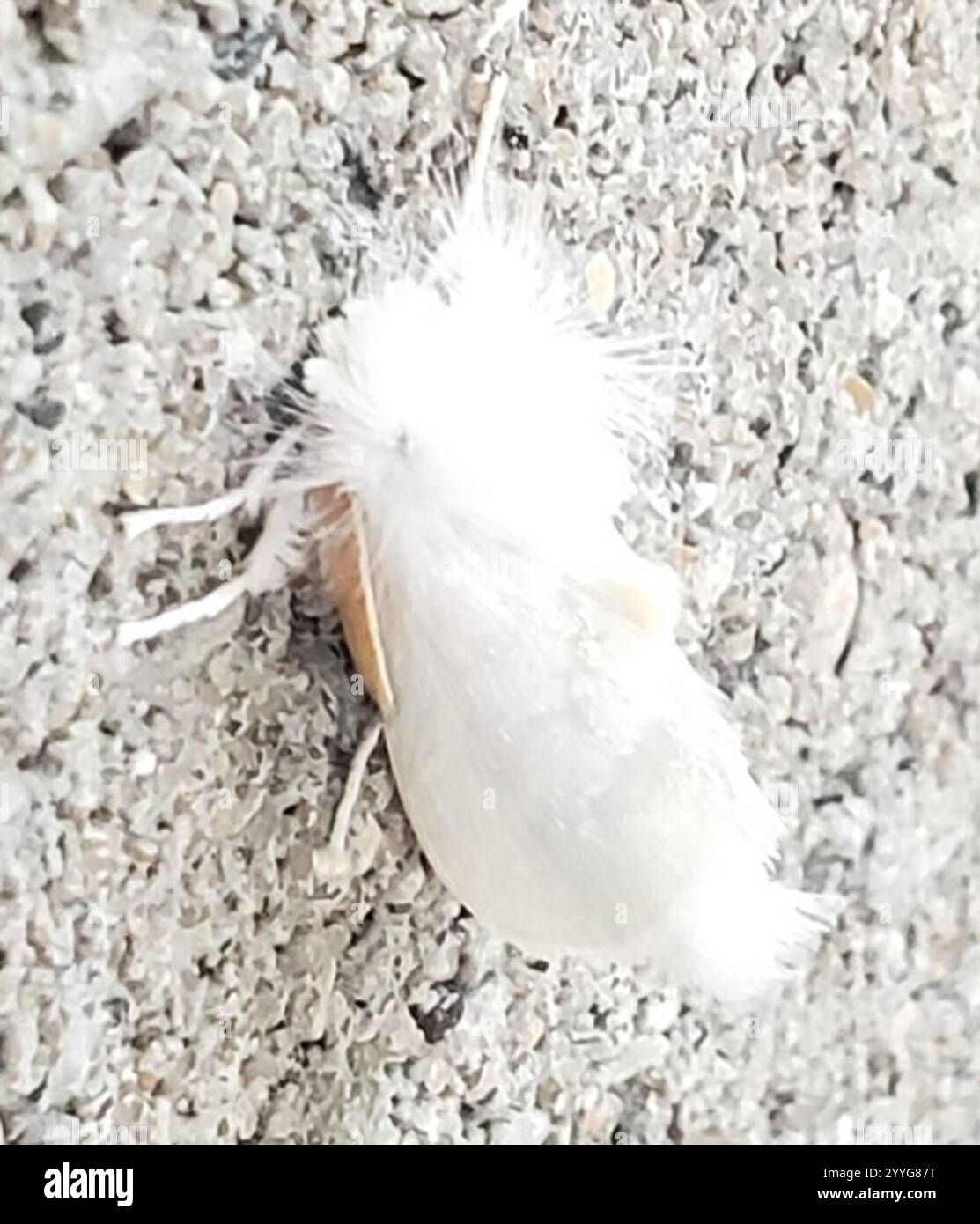 White Flannel Moth (Norape cretata Stock Photo - Alamy