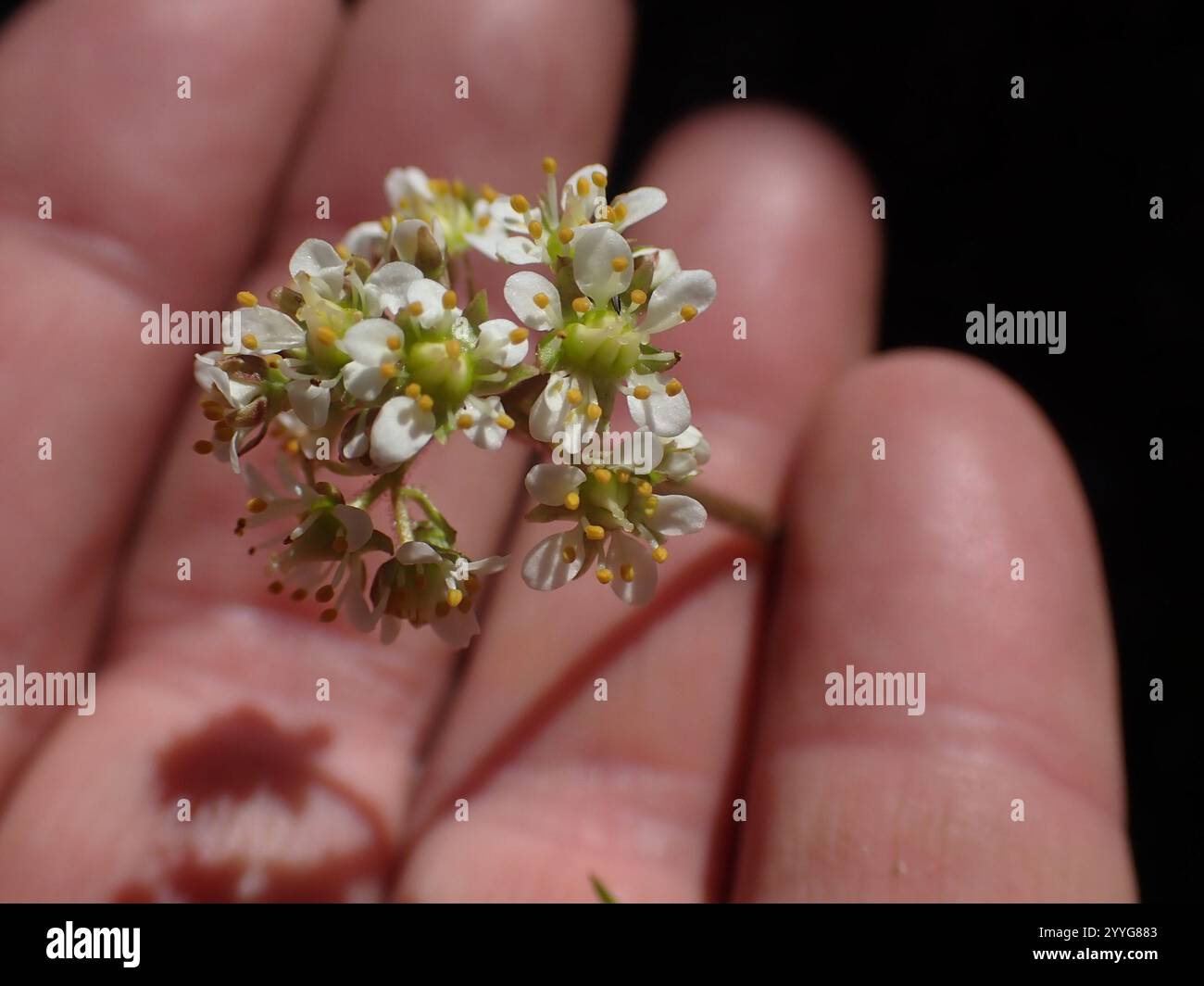 Western Saxifrage (Micranthes occidentalis Stock Photo - Alamy