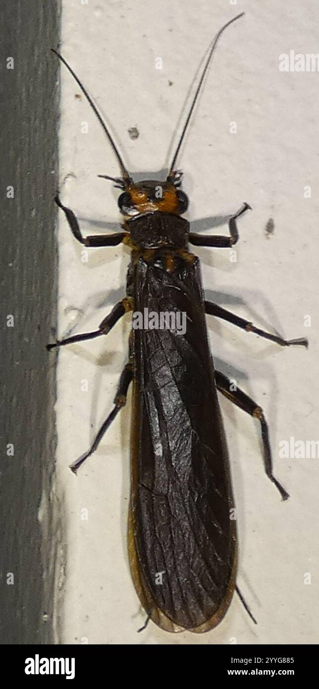 Common Stoneflies (Perlidae Stock Photo - Alamy