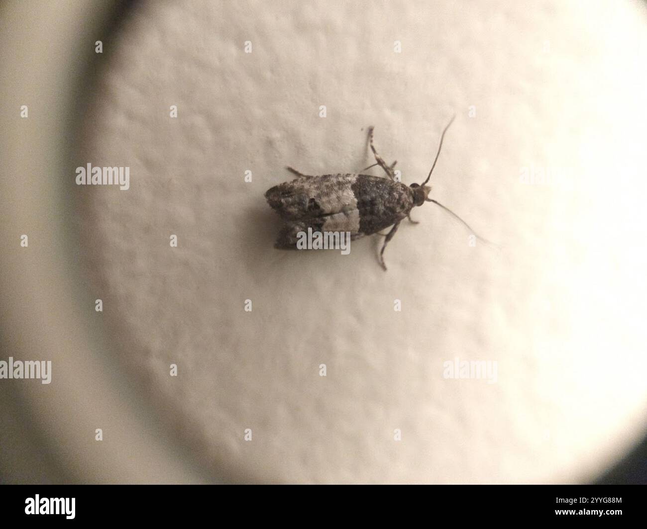 Eye-spotted Bud Moth (Spilonota ocellana Stock Photo - Alamy