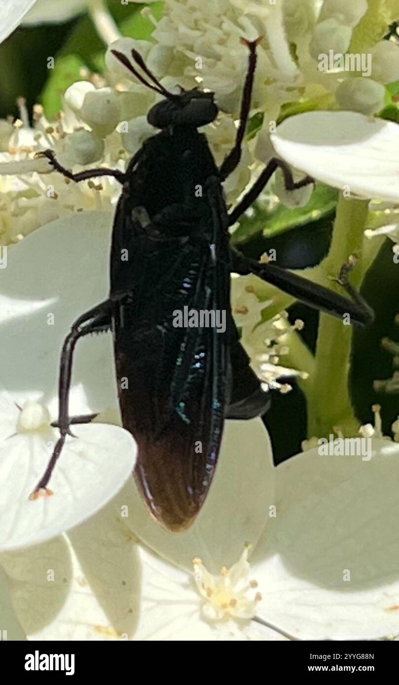 Mydas fly hi-res stock photography and images - Alamy