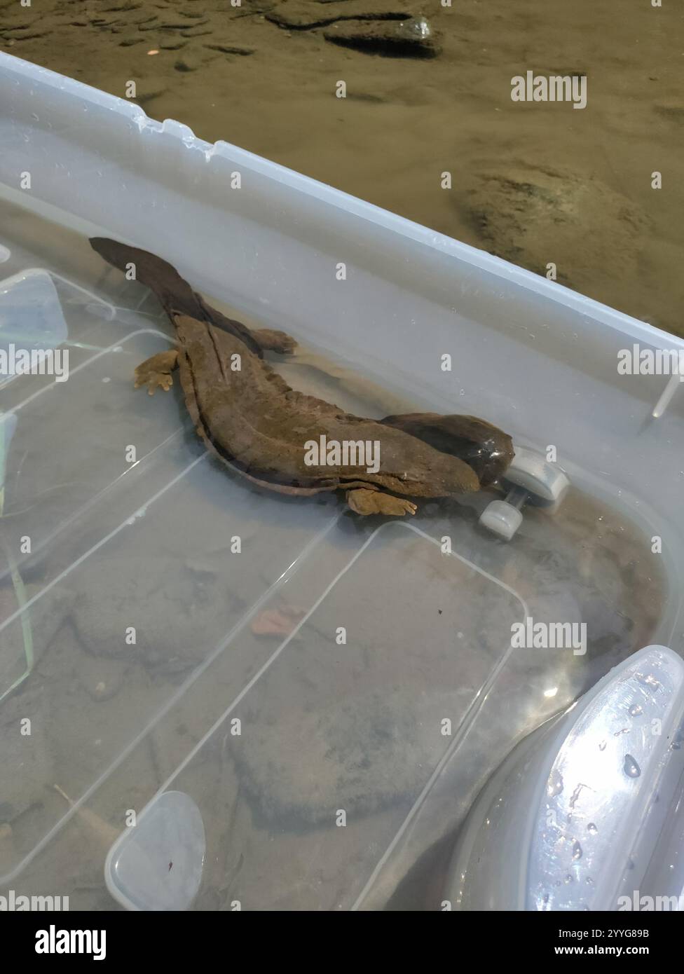 Eastern Hellbender (Cryptobranchus alleganiensis alleganiensis Stock ...