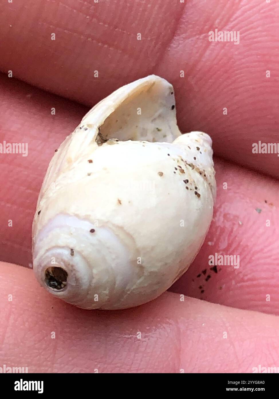 Purple Olive Snail (Callianax biplicata Stock Photo - Alamy