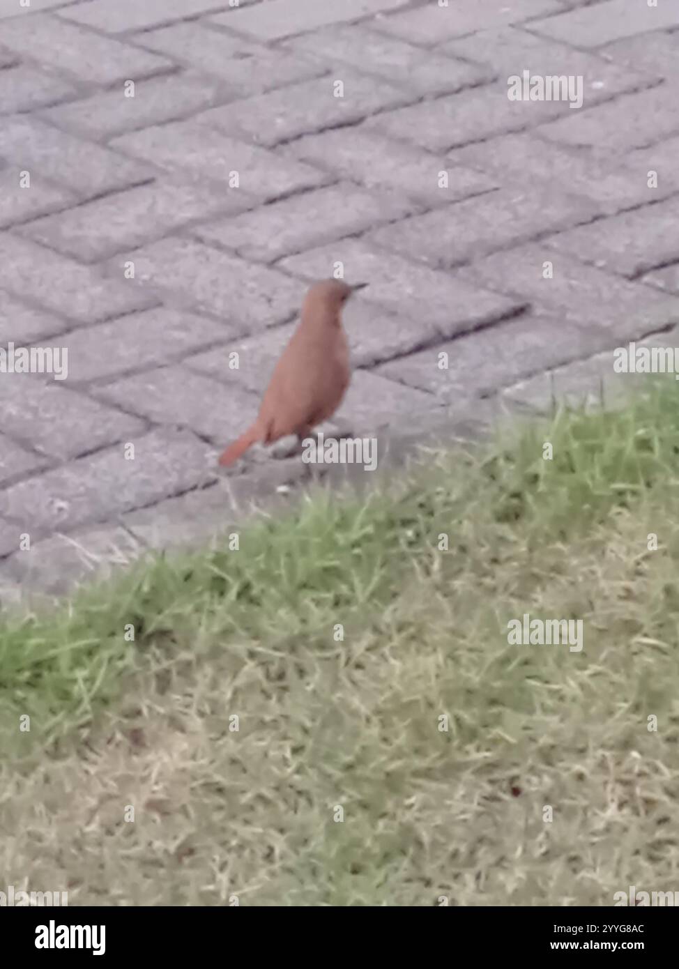 Rufous Hornero (Furnarius rufus Stock Photo - Alamy