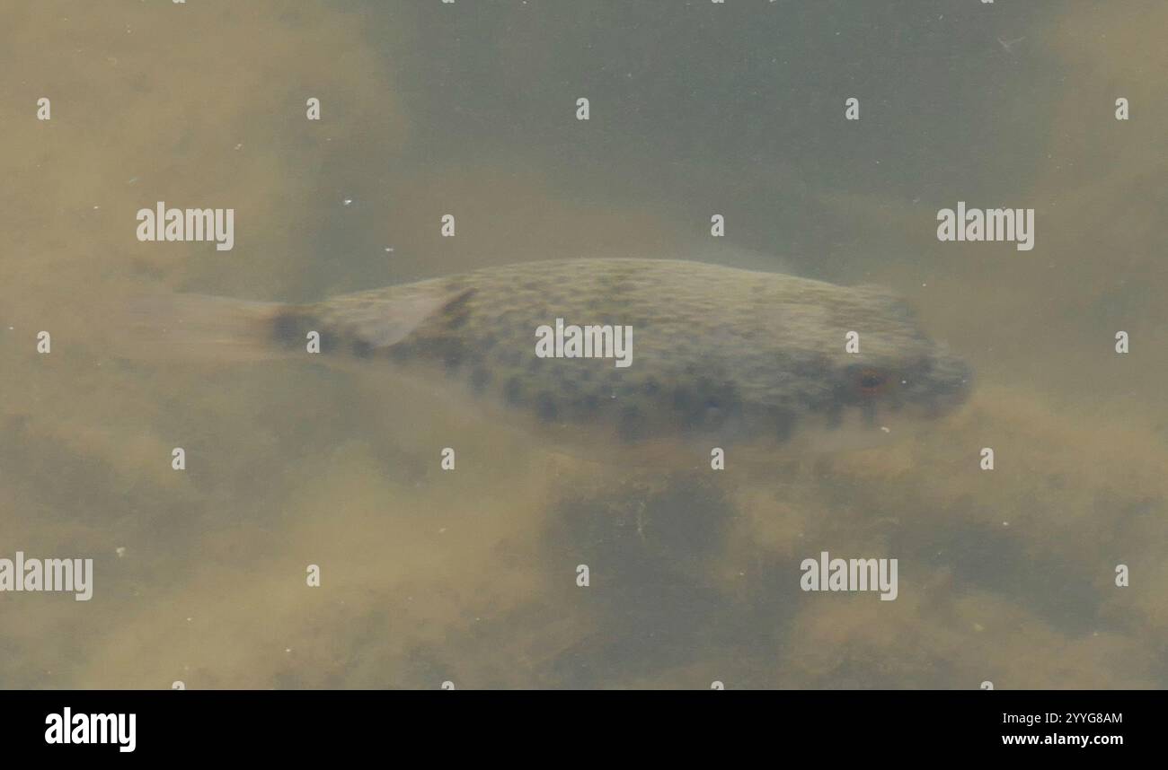 Common Toadfish (Tetractenos hamiltoni Stock Photo - Alamy