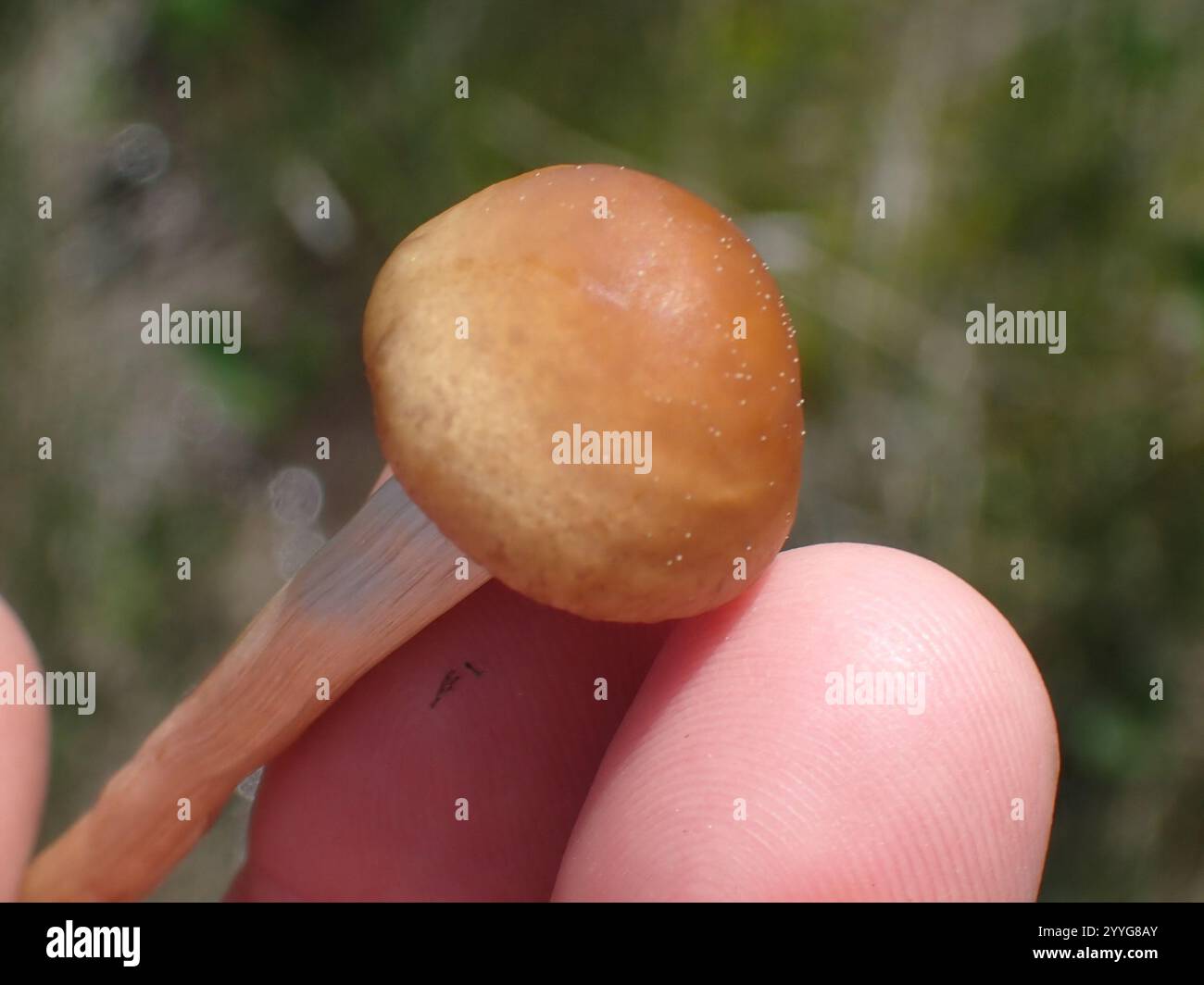 Common Fieldcap (Agrocybe pediades Stock Photo - Alamy