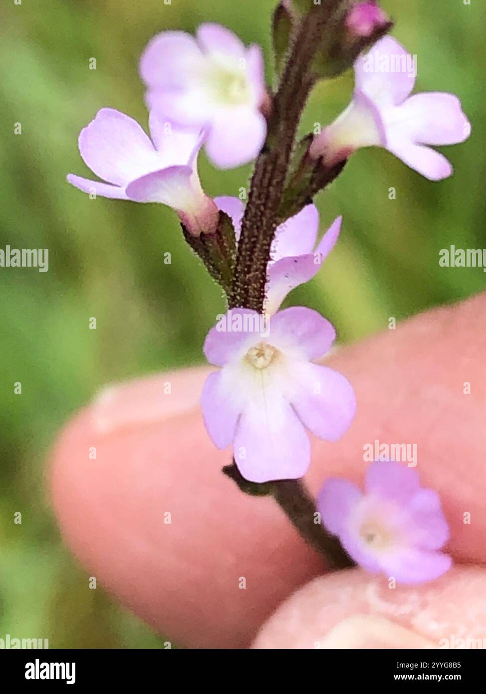Common vervain (Verbena officinalis Stock Photo - Alamy