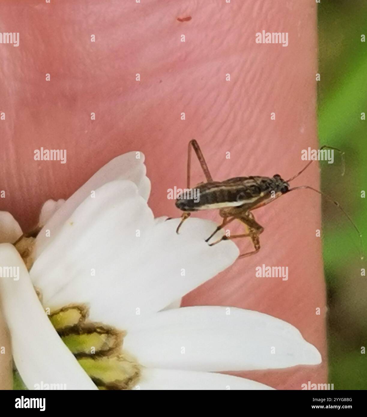 Broad Damsel Bug (Nabis flavomarginatus Stock Photo - Alamy