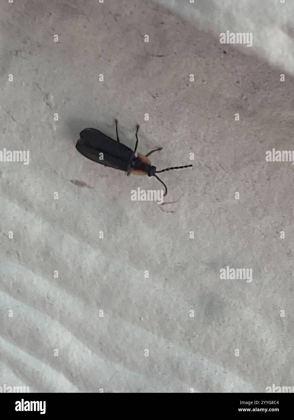 Pyropyga nigricans hi-res stock photography and images - Alamy