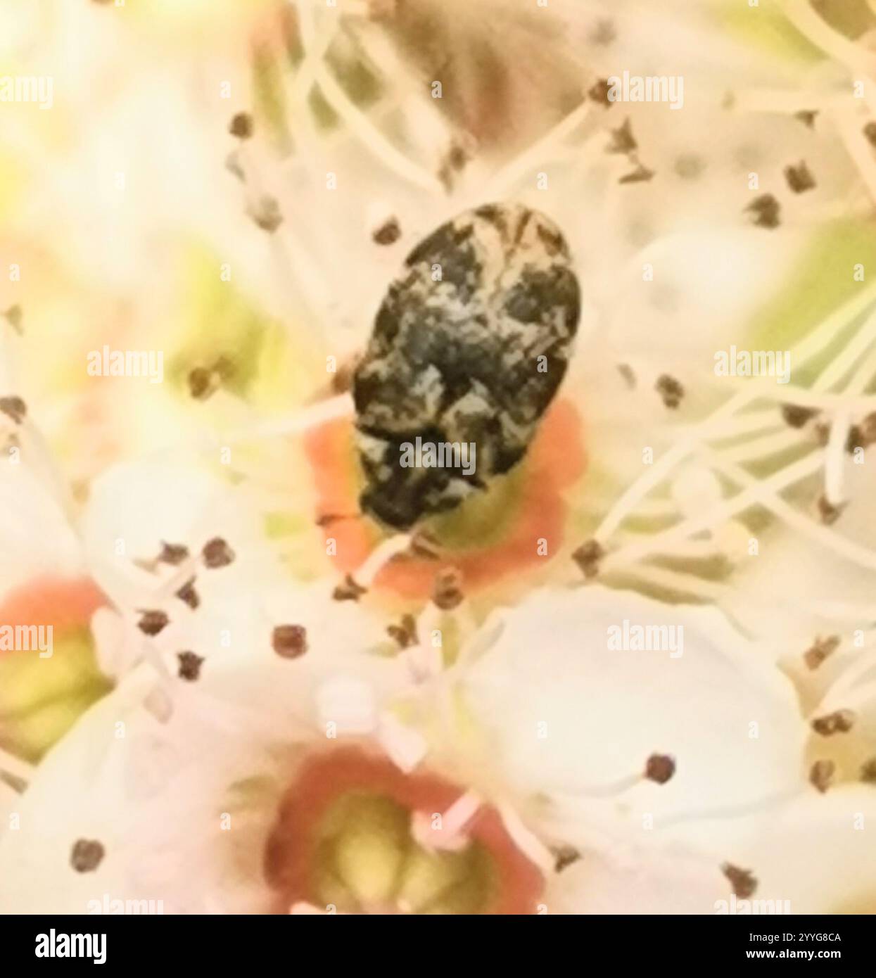 Museum Beetle (Anthrenus museorum Stock Photo - Alamy