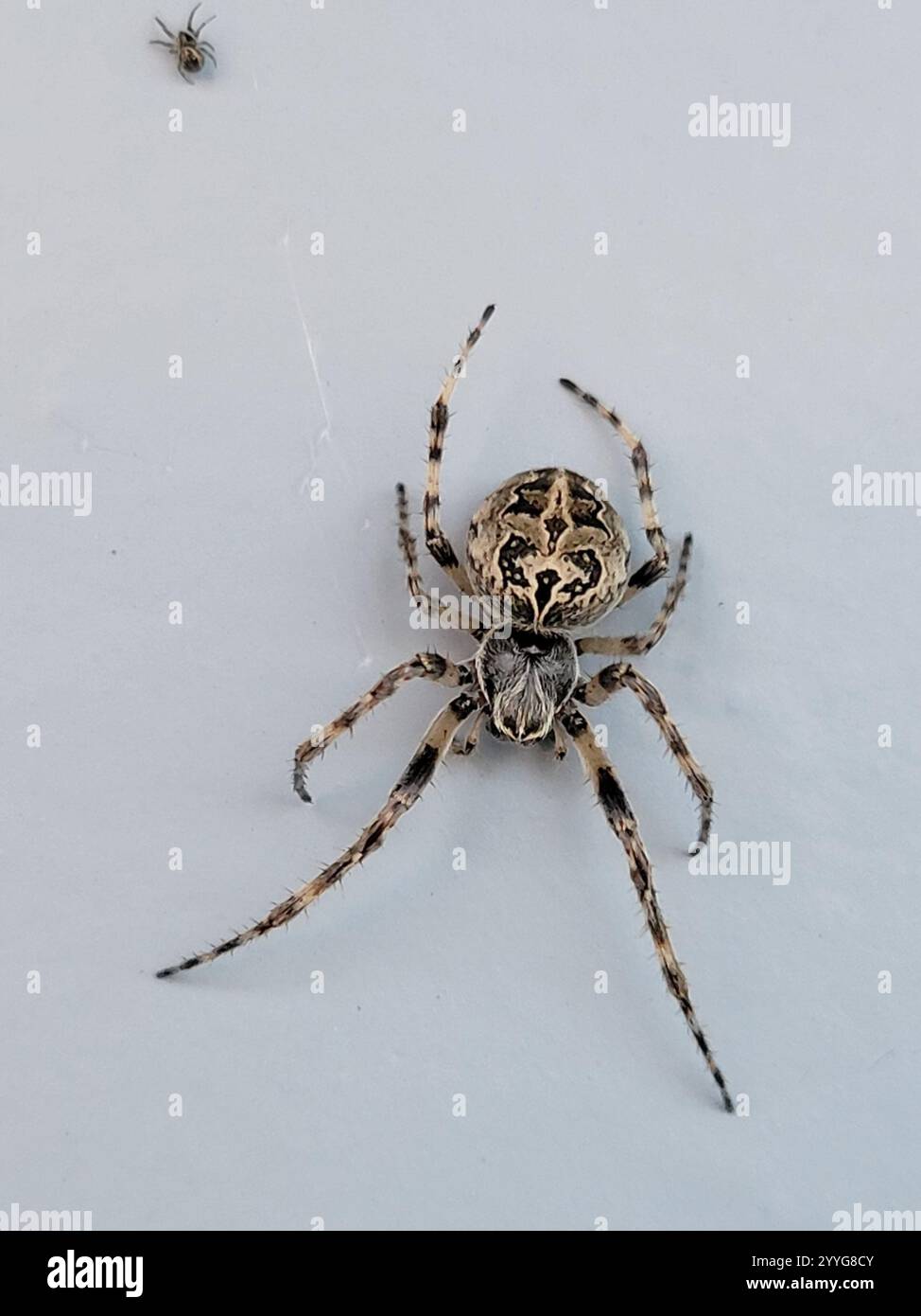Grey Cross Spider (Larinioides sclopetarius Stock Photo - Alamy