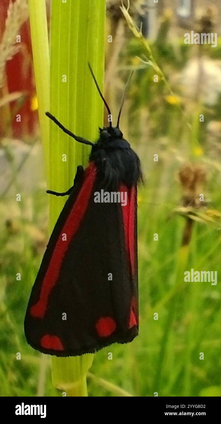 Cinnabar moth (Tyria jacobaeae Stock Photo - Alamy