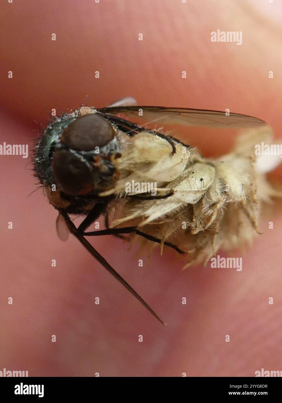 zygote fungi (Zygomycota Stock Photo - Alamy