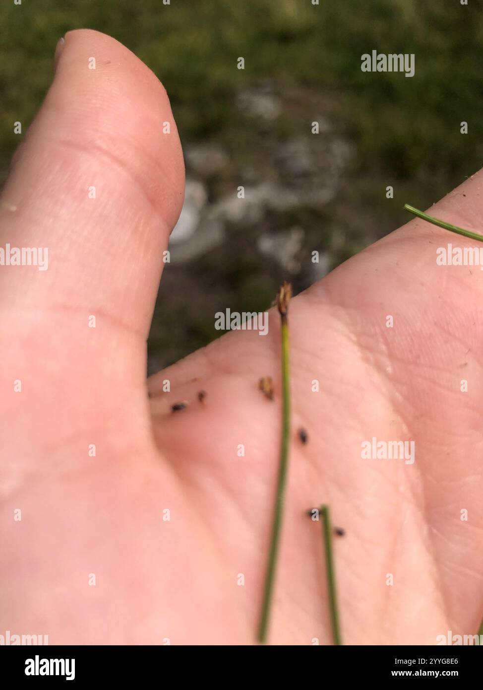 Trichophorum cespitosum hi-res stock photography and images - Alamy