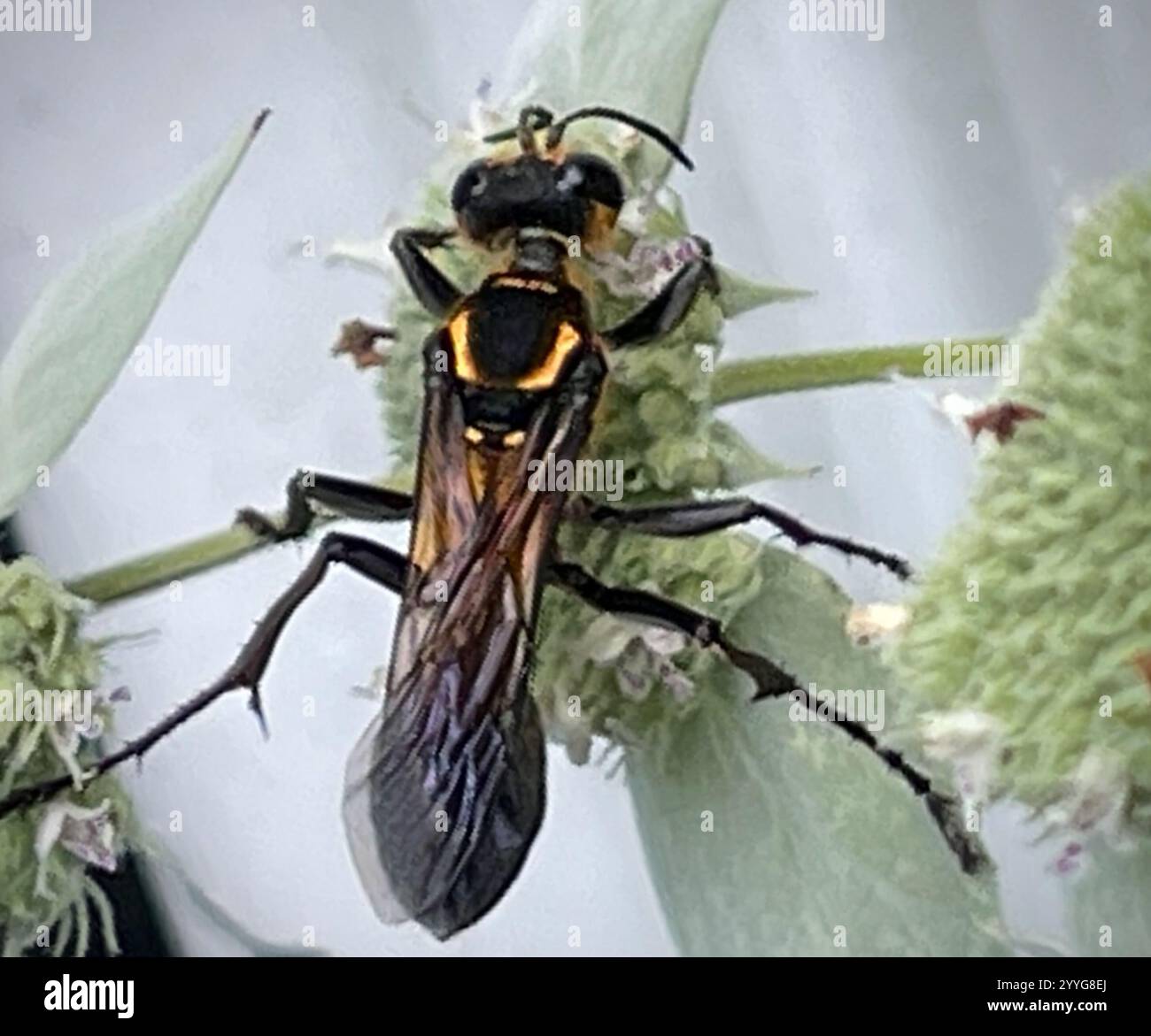 Golden-reined Digger Wasp (Sphex habenus Stock Photo - Alamy