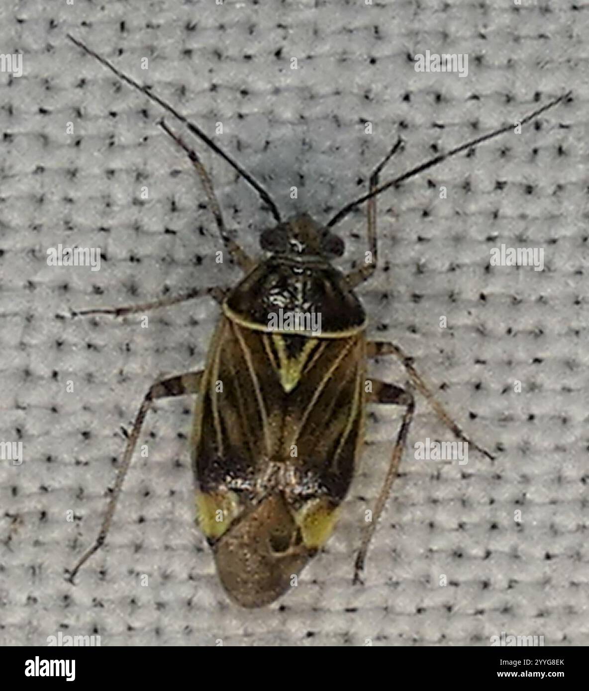 North American Tarnished Plant Bug (Lygus lineolaris Stock Photo - Alamy