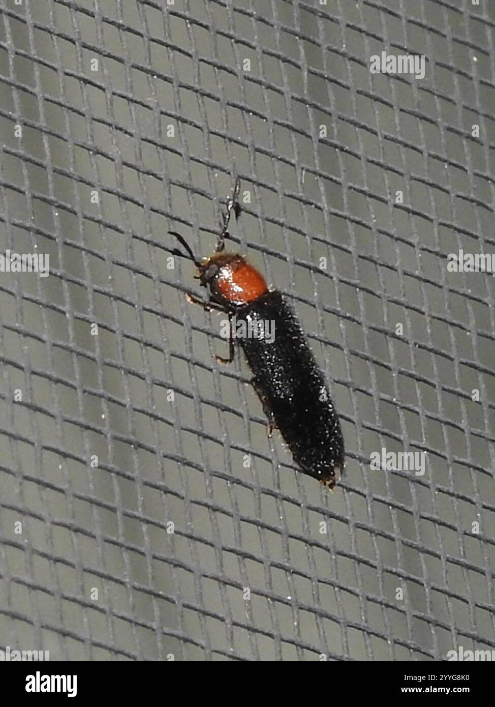 Canada Fire-colored Beetle (Dendroides canadensis Stock Photo - Alamy