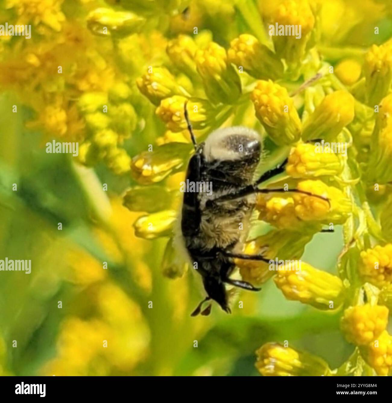 Bee-mimic Beetle (Trichiotinus assimilis Stock Photo - Alamy
