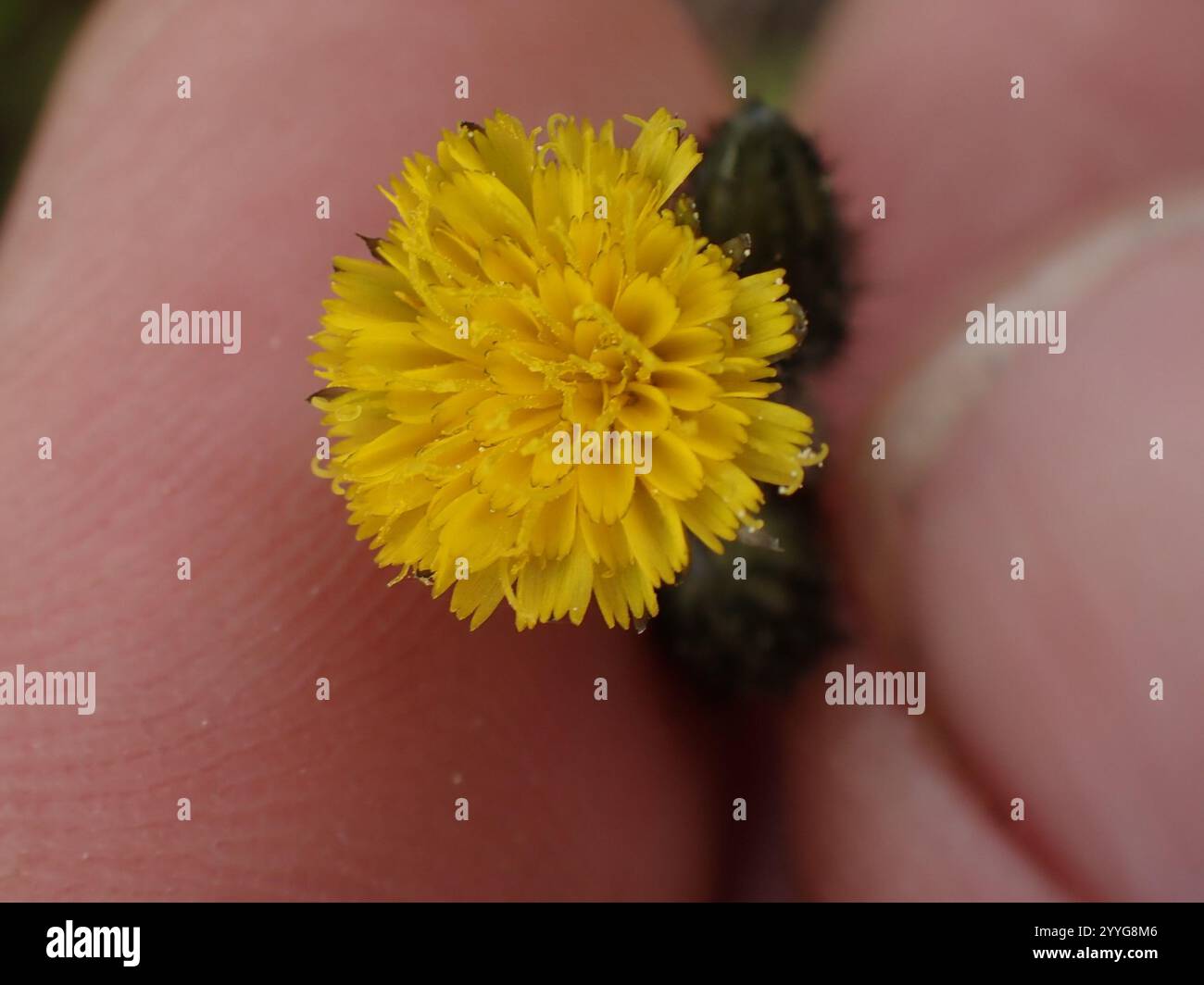 Slender hawkweed hi-res stock photography and images - Alamy